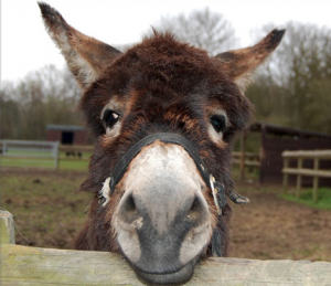 Italian Slang Word of the Day - "Chooch" with Stevie B ...