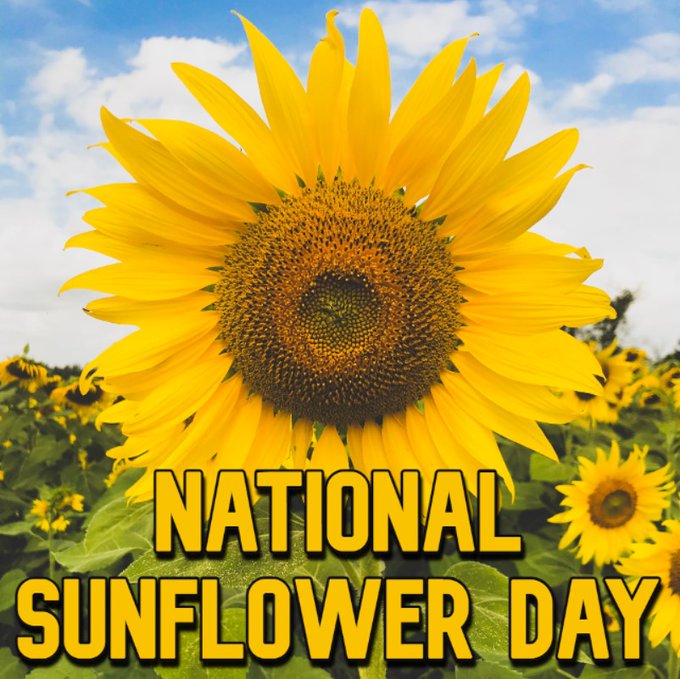 Sunflowers - everybodylovesitalian.com